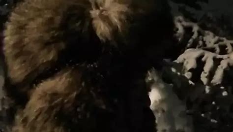 Coyote Fur Masturbation Gay Masturbation Porn D1 Xhamster