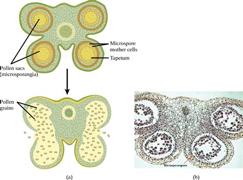 Reproductive Development And Structure OpenStax Biology 2e
