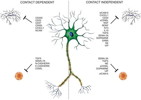 Frontiers Neuronal Influence Behind The Central Nervous System