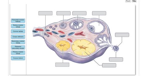 Label The Stages Of The Ovarian Cycle