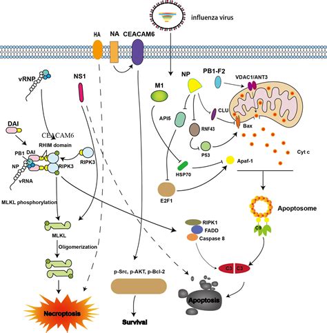 Frontiers Molecular Events Involved In Influenza A Virus Induced Cell
