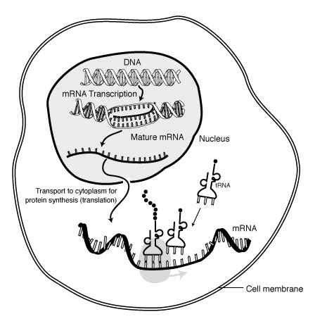 Transkription Biologie Anthrowiki
