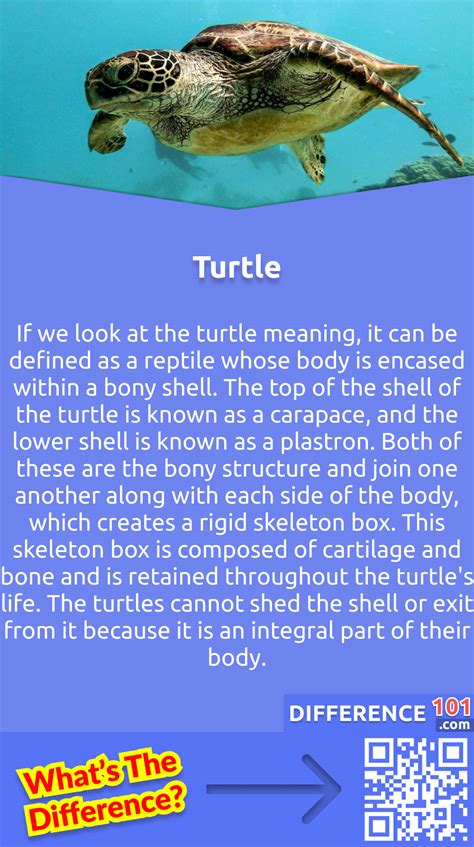 Turtle Vs Tortoise 7 Key Differences Pros Cons Similarities