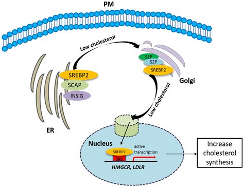 Molecules Free Full Text Sigma 2 ReceptorA Potential Target For