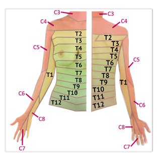 Dermatomes Myotomes DTRs Flashcards Quizlet