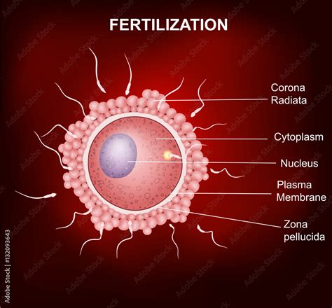 Vecteur Stock Human Fertilization Insemination Of Human Egg Cell By Sperm Cell Adobe Stock