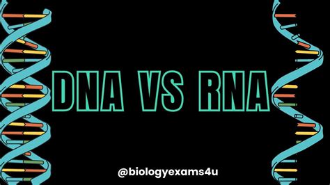 5 Major Differences Between DNA And RNA DNA Vs RNA YouTube