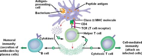 T Helper Cells T Cell Activation NK Cells Flashcards Quizlet