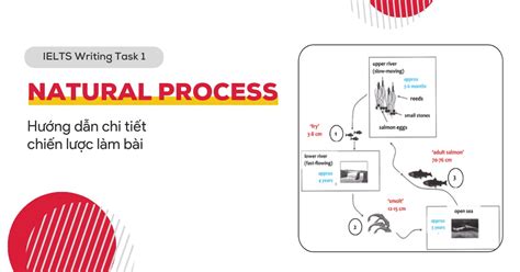 Natural Process Trong IELTS Writing Task 1 ZIM Academy