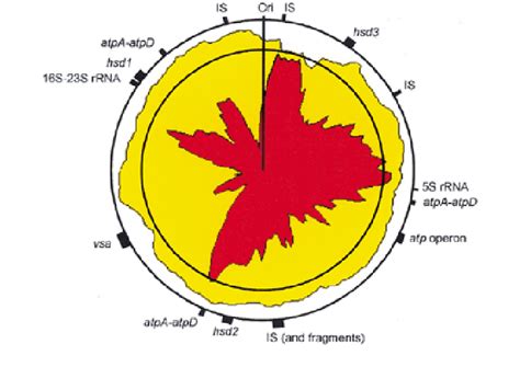 density of coding sequences along the m pulmonis chromosome yellow download scientific diagram