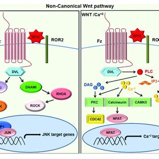 Non Canonical Wnt Signaling In Wnt PCP Signaling Left The Binding