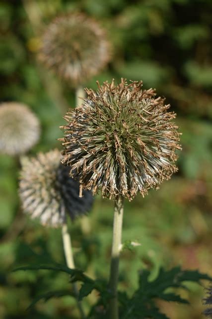 植物 花 开花 Pixabay上的免费照片 Pixabay