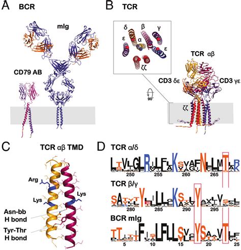 the b and t cell antigen receptors share highly conserved y and t download scientific diagram