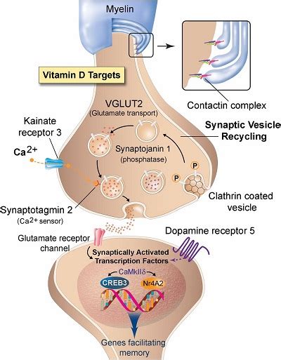 Differences Between Hormones And Neurotransmitters