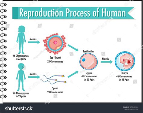 Reproduction Process Human Infographic Illustration Stock Vector Royalty Free 1870155304