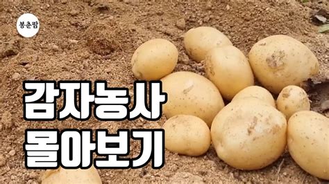 봉춘팜 농사과정 감자농사 과정 한번에 몰아보기 수미감자 두백감자 YouTube