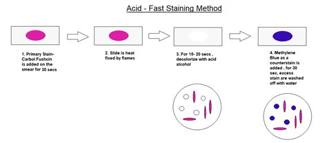 Different Staining Methods Used In Microbiology Microbiology Notes