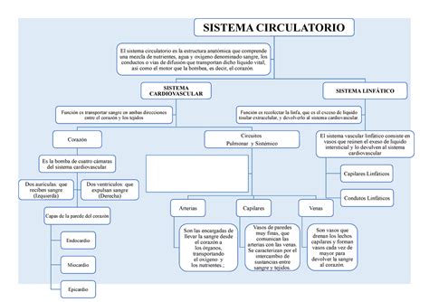 Mapa Conceptual Del Sistema Circulatorio SISTEMA CIRCULATORIO SISTEMA