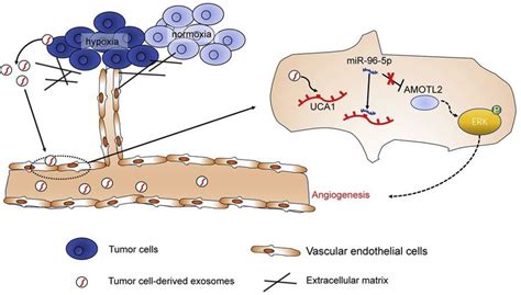 Frontiers Exosomal Long Non Coding RNAs Novel Molecules In