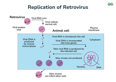 Replication Of Retrovirus Structure Life Cycle And Examples