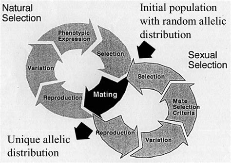 schematic representation of the model showing how through the download scientific diagram