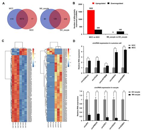 Circular RNA Profiling In The Oocyte And Cumulus Cells Reveals That