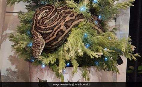 couple finds 10 foot python wrapped around christmas tree