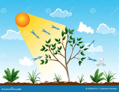 Photosynthesis Process Tree Produce Oxygen Using Rain And Sun Stock