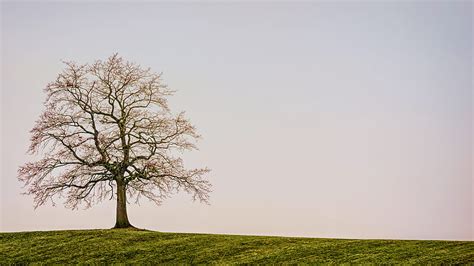 Beautiful 888 Tree Powerpoint Background Designs For Your Next Presentation