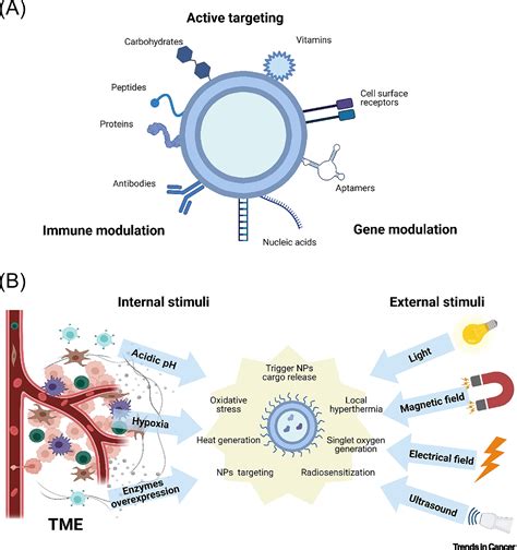 Nanomedicine Based Strategies To Target And Modulate The Tumor