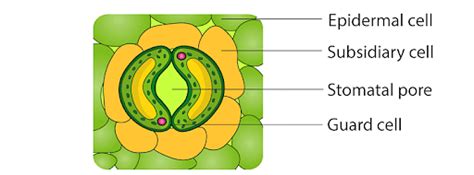 A Labeled Diagram Of Stomata With Detailed Explanation