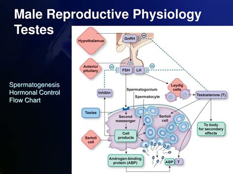 Ppt Reproductive Physiology Powerpoint Presentation Free Download Id631559