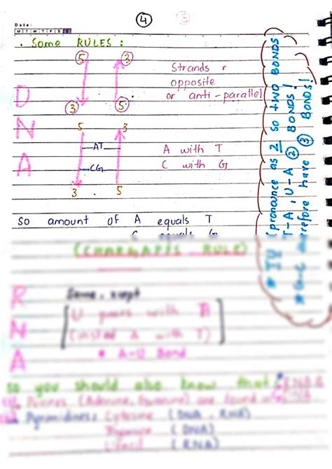 SOLUTION Biochemistry Metabolism Overview Studypool