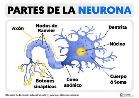 Partes De La Neurona Estructura De La Neurona