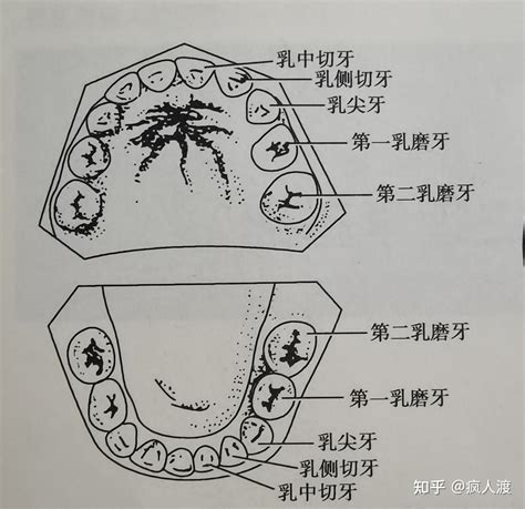 牙齿的萌出时间和特点 知乎
