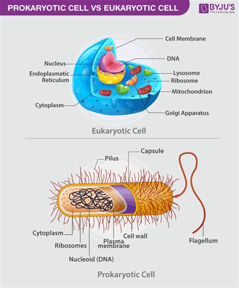 Prokaryotic Cells And Eukaryotic Cells