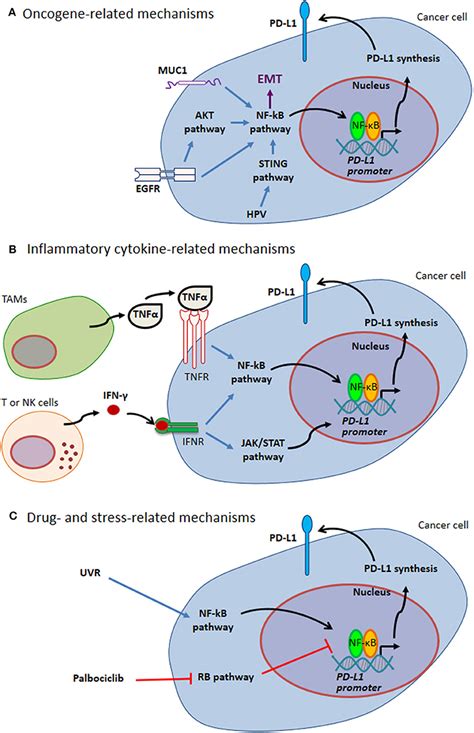 Frontiers Regulation of PD L1 Expression by NF κB in Cancer