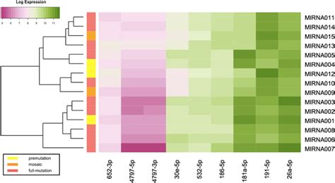 Log Expression Related Heat Map And Hierarchical Clustering Of MiRNA