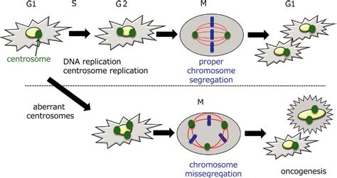 Mechanism Of Oncogenesis From An Excess Number Of Centrosomes During