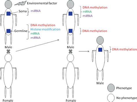 Transgenerational Epigenetic Inheritance Resolving Uncertainty And