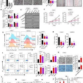 Lnc MRPL39 2 1 Promotes NPC Cell Proliferation And Invasion A