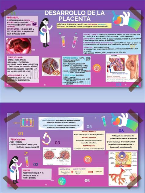 Infografía Desarrollo De La Placenta Pdf
