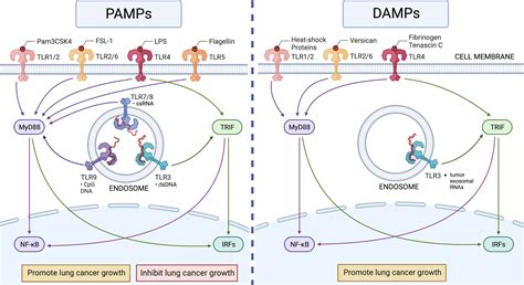 Frontiers Understanding The Role Of Toll Like Receptors In Lung
