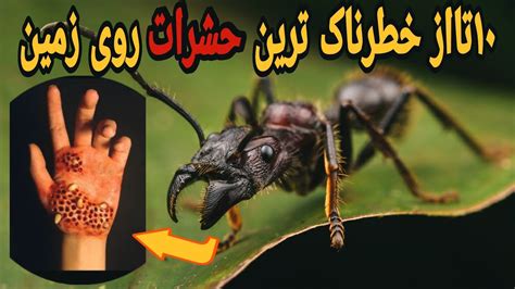 خطرناک ترین حشرات معرفی ۱۰تااز خطرناک ترین حشرات دنیا YouTube