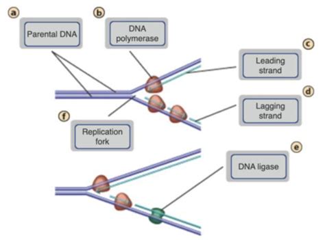 Drag The Labels Onto The Diagram To Identify The Components Of
