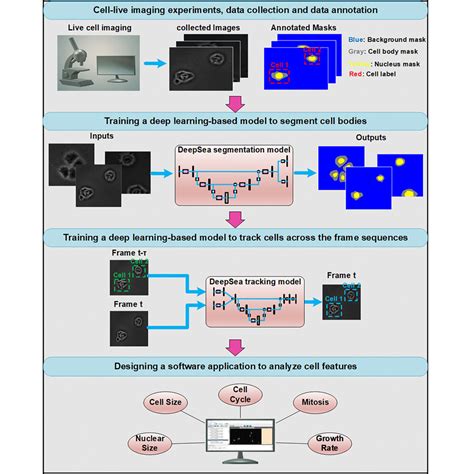 novel deep learning based software detects and tracks individual cells with high precision