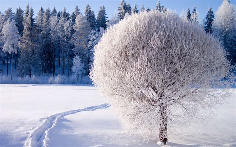 Nature Winter HD Wallpaper