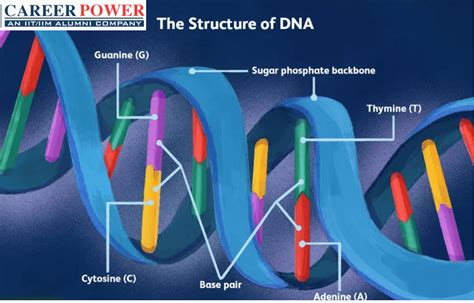 Dna Function