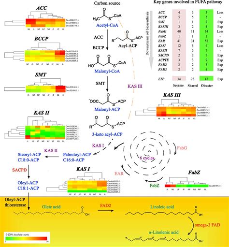 Genome Of Wild Olive And The Evolution Of Oil Biosynthesis PNAS