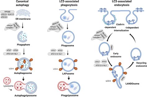 Molecular Machinery Of Canonical Autophagy And Noncanonical Autophagy